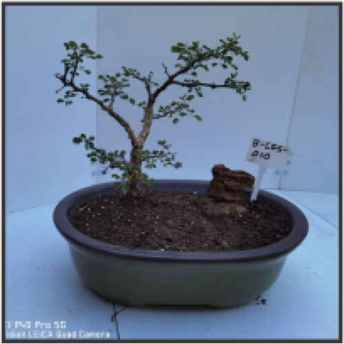 Knoppies Doring Bonsai Creation