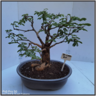 Knoppies Doring Bonsai Creation
