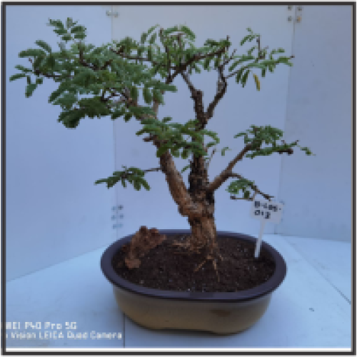 Appies Doring Bonsai Creation