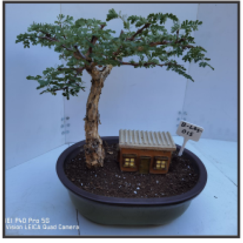 Knoppies Doring Bonsai Creation