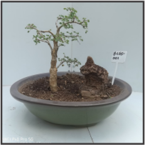 Knoppies Doring Bonsai Creation