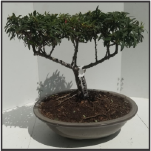 Vuur Doring Bonsai Creations